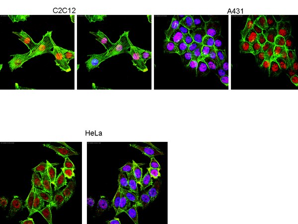 Anti-c-Jun Antibody, clone 6E4.4 | 05-1076